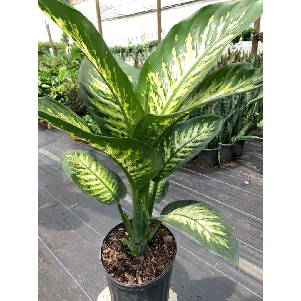Jual Tanaman Dieffenbachia amoena atau Dieffenbachia seguine | Shopee ...