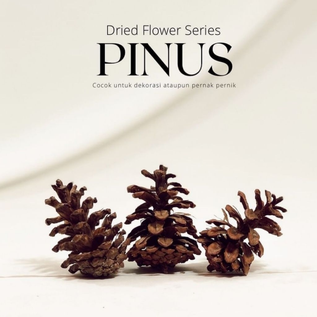 Jual CUBLAKSUWENGSTORE bunga pinus kering untuk props foto rustic ...