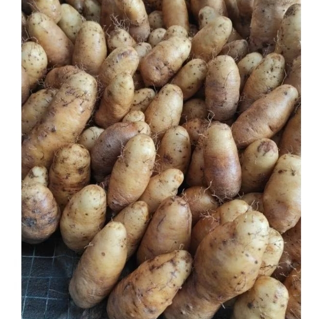 Jual umbi gembili fress Ukuran Kecil ,Bibit gembili ketan, (beli 10kg ...