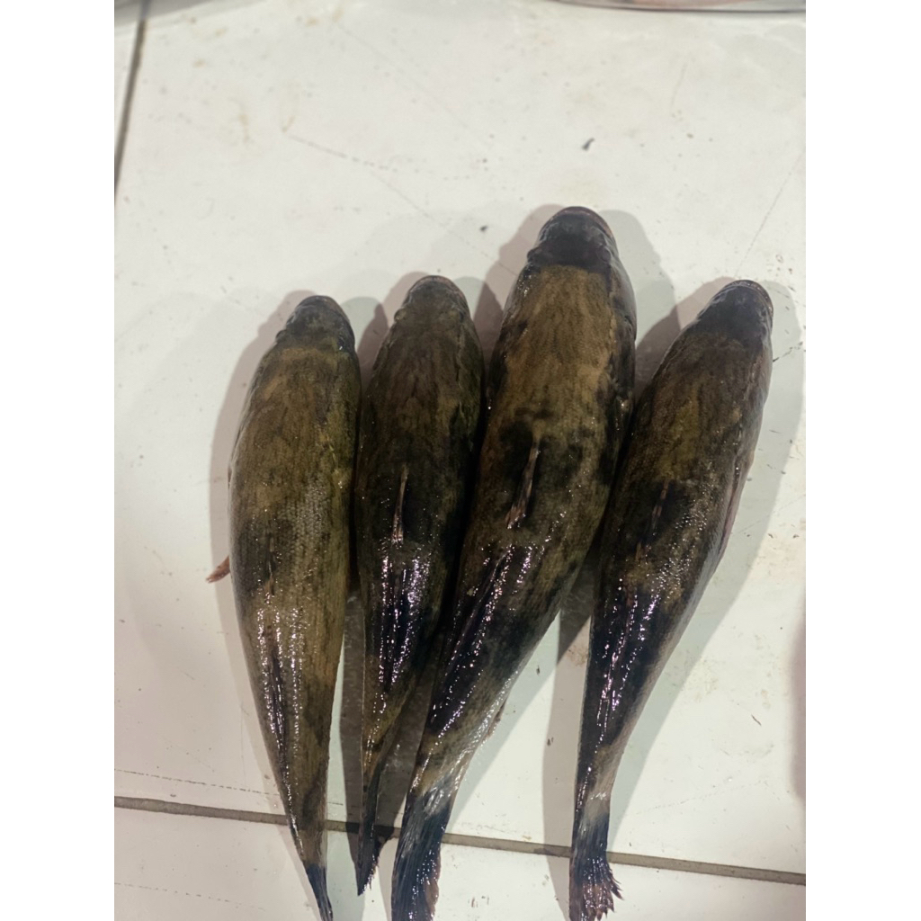 Jual ikan gabus betutu/malas/boso(1 kg frozen bersih) | Shopee Indonesia
