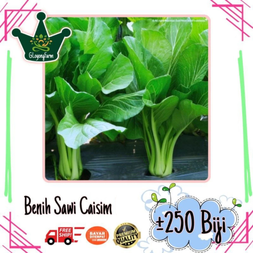 Jual Benih Sawi Caisim Manis Hidroponik Bibit Tanaman Sayur Sayuran ...