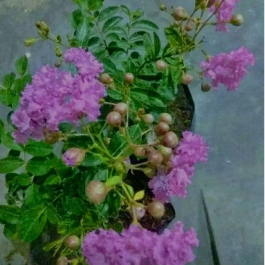 Jual BIBIT BUNGA SAKURA MIKRO | Shopee Indonesia
