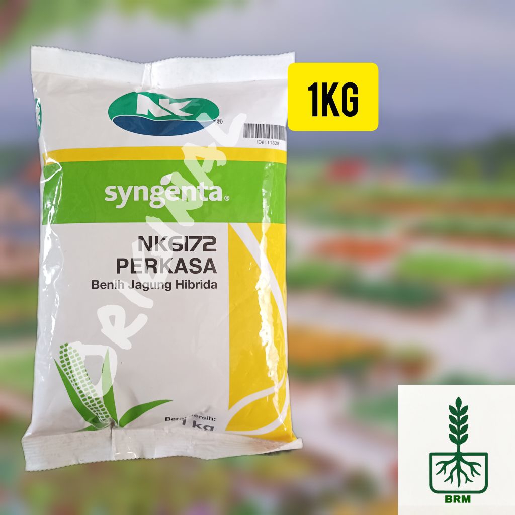 Jual Benih Jagung Hibrida SYNGENTA NK 6172 1kg | Shopee Indonesia