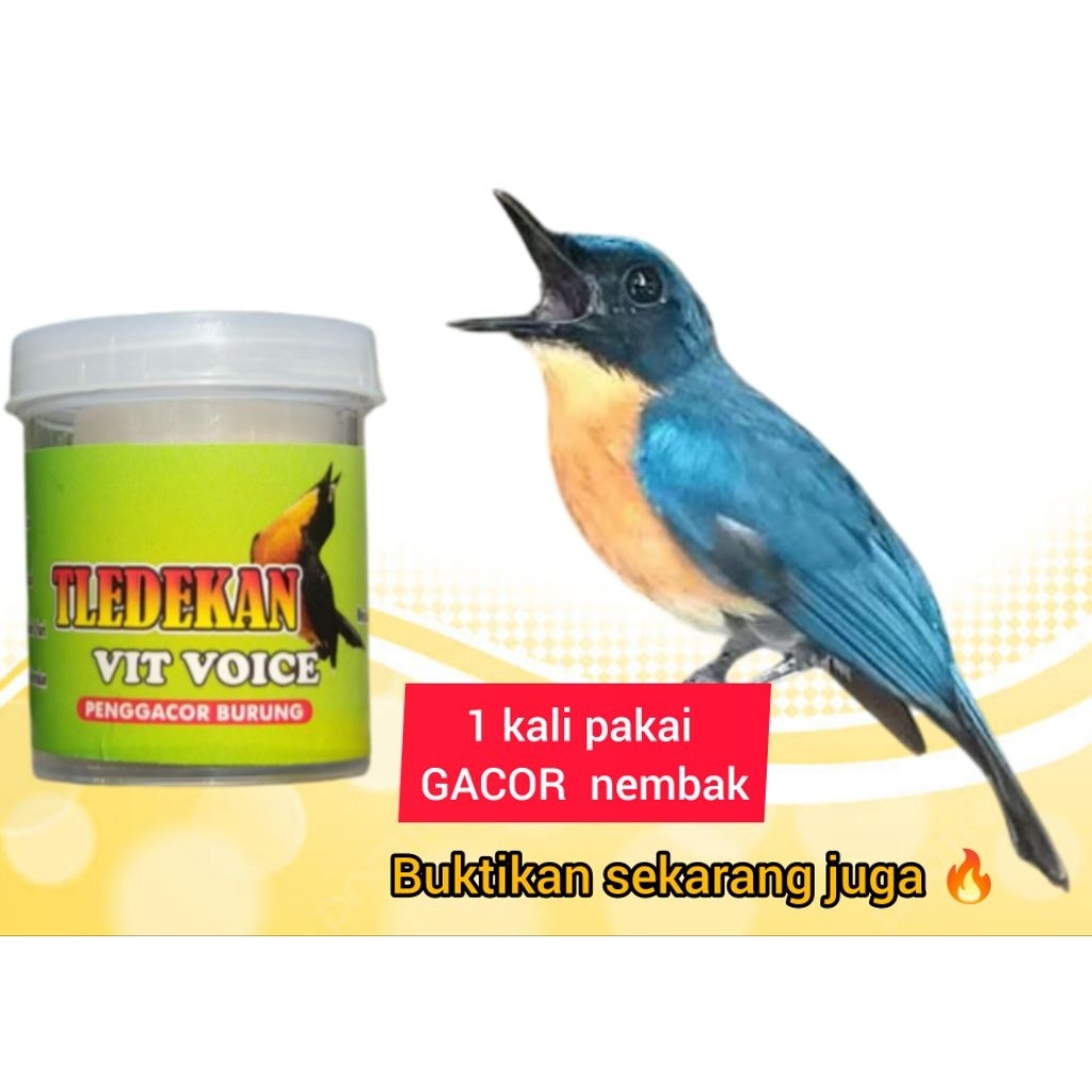 Jual Tledekan vit voive penggacor seketika burung tledekan sulingan ...
