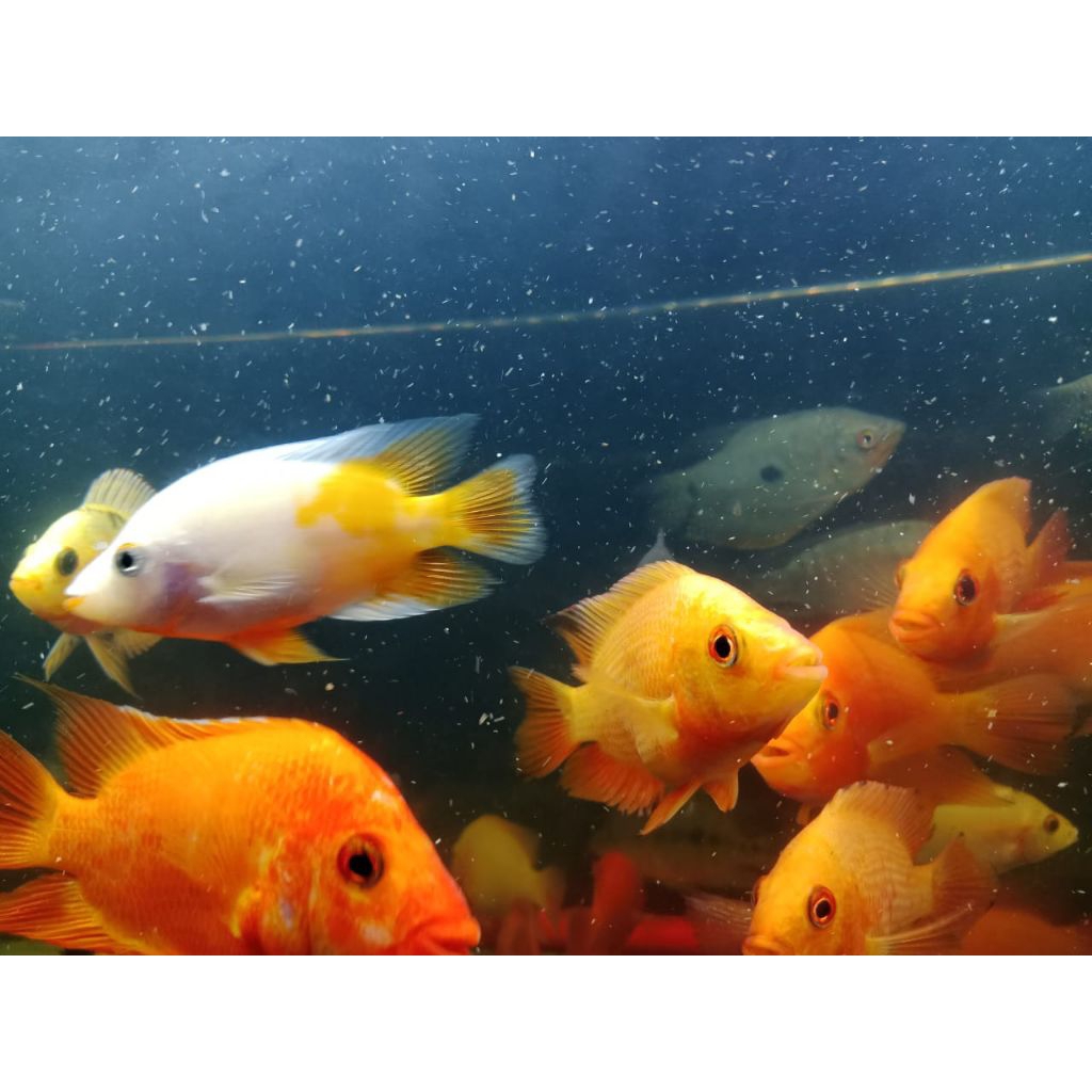 Jual ikan red devil | Shopee Indonesia