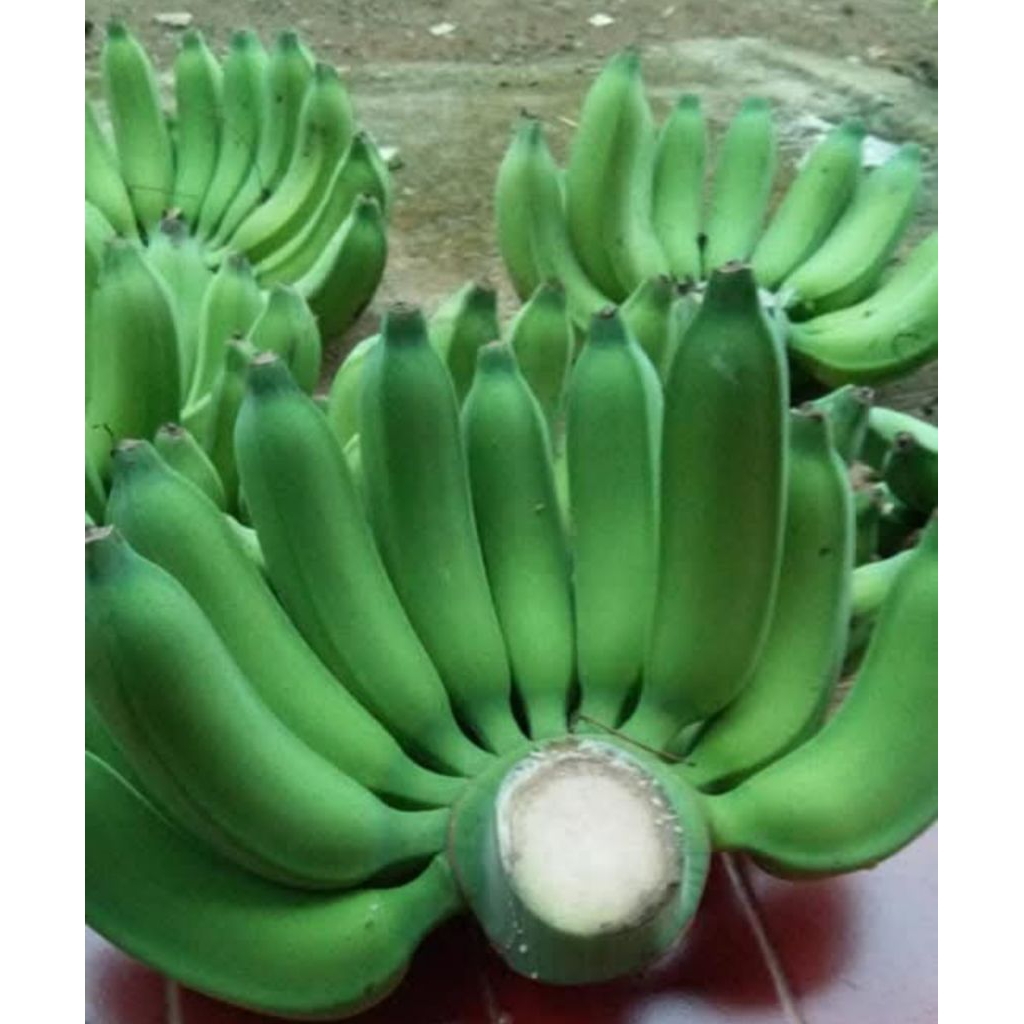 Jual Pisang Raja Bulu & Raja Cere Murah 1kg Gratis Ongkir Bisa COD ...