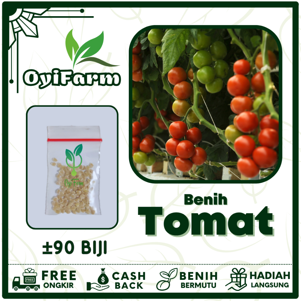 Jual Benih Tomat Sayur Unggulan Dataran Rendah Sampai Tinggi - Bibit ...