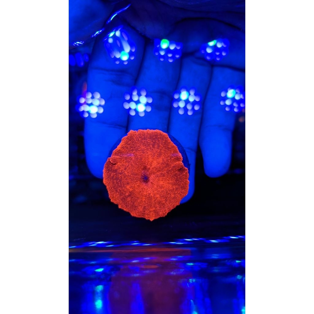 Jual coral jamur discosuma merah SP | Shopee Indonesia