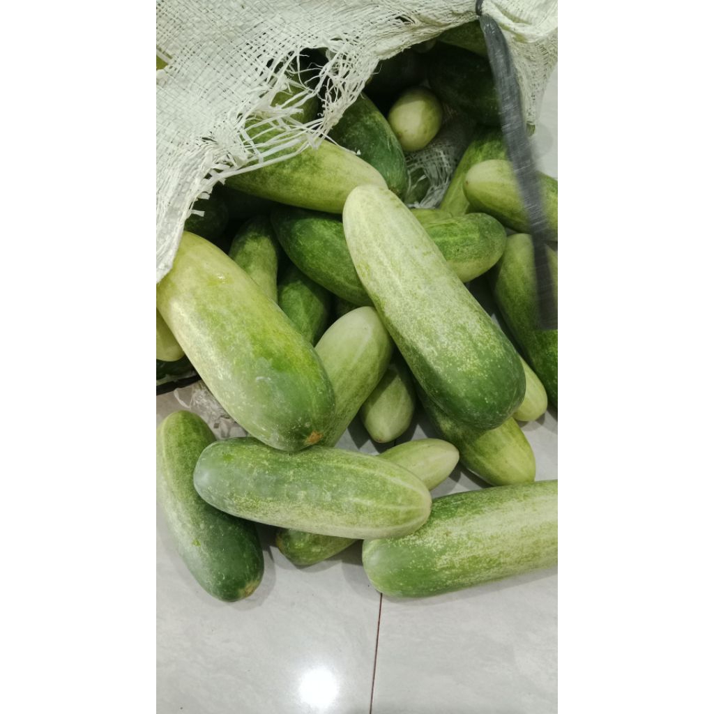 Jual Timun 1 Kg Terlengkap & Harga Terbaru Juni 2026 | Shopee Indonesia