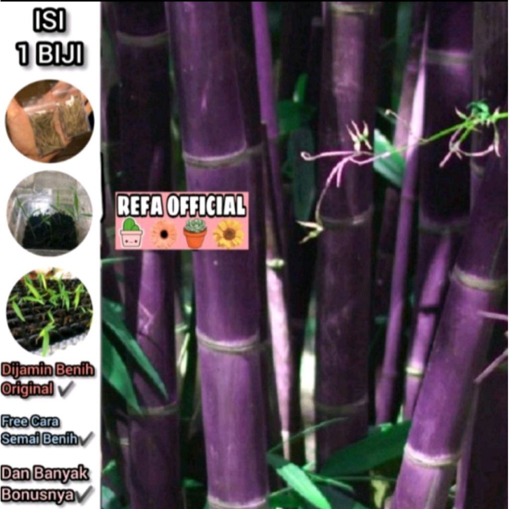 Jual Biji Benih Tanaman Bambu Ungu F1 Import / Benih Bambu / Bibit ...