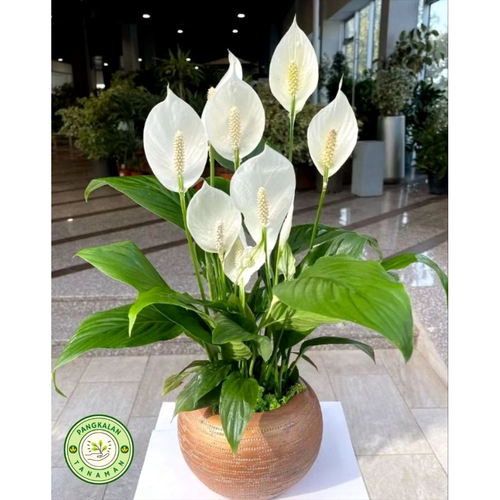 Jual Tanaman Hias Bunga Sepatu Filum / peace Lily - Tanaman Penghisap ...
