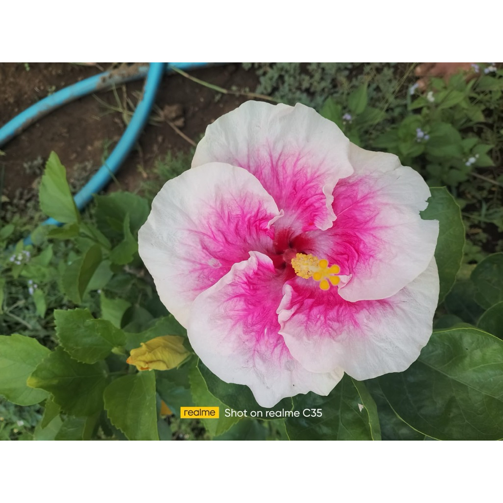 Jual Bunga Sepatu putih 021 | Shopee Indonesia