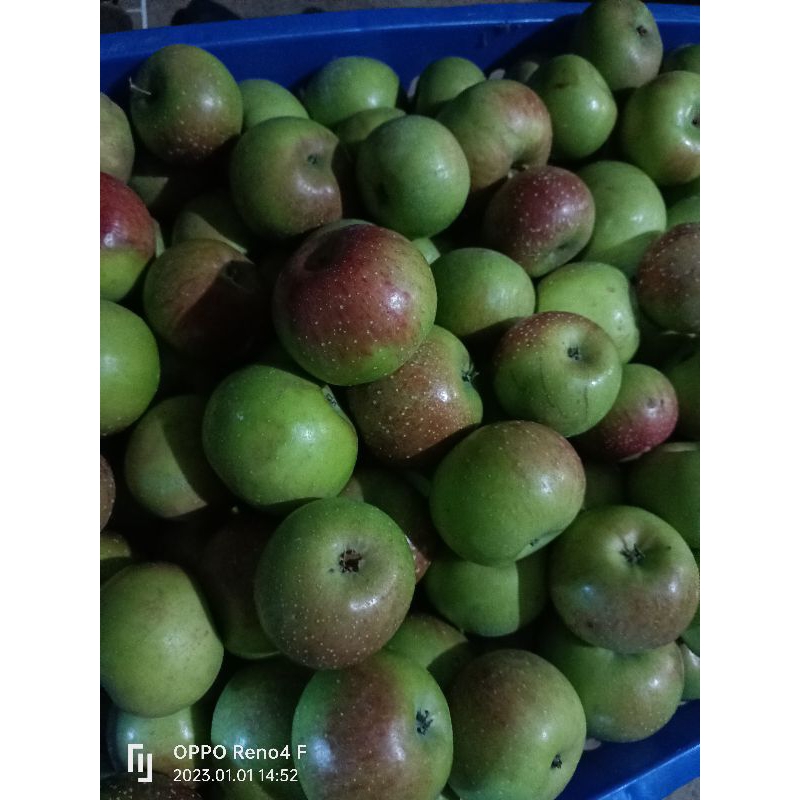 Jual APEL MALANG ASLI 5KG(1KG isi 10-13buah) | Shopee Indonesia