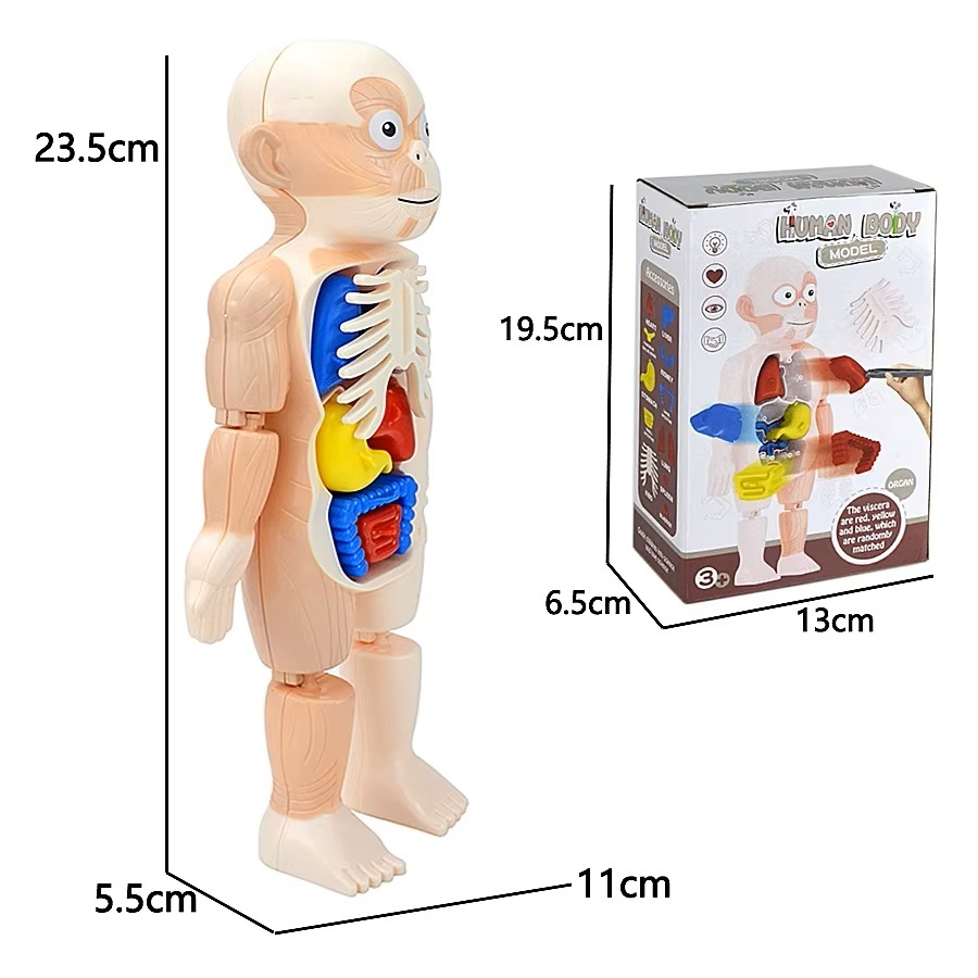 Jual Mainan Edukasi Mengenal Organ Tubuh Manusia - Human Body Model W603 | Shopee Indonesia