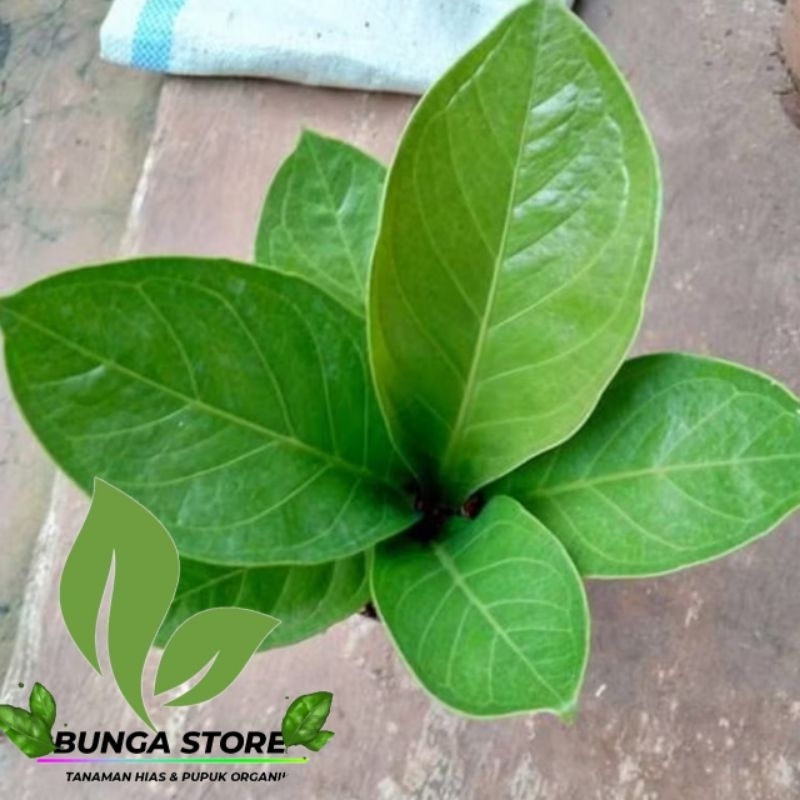 Jual (BISA COD) Tanaman Hias Anthurium Jemani Cobra Tanaman Indoor ...
