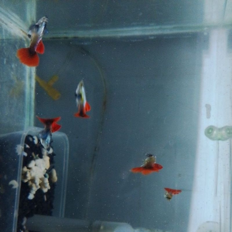 Jual GUPPY platinum red tail dumbo ear PRTDE | Shopee Indonesia