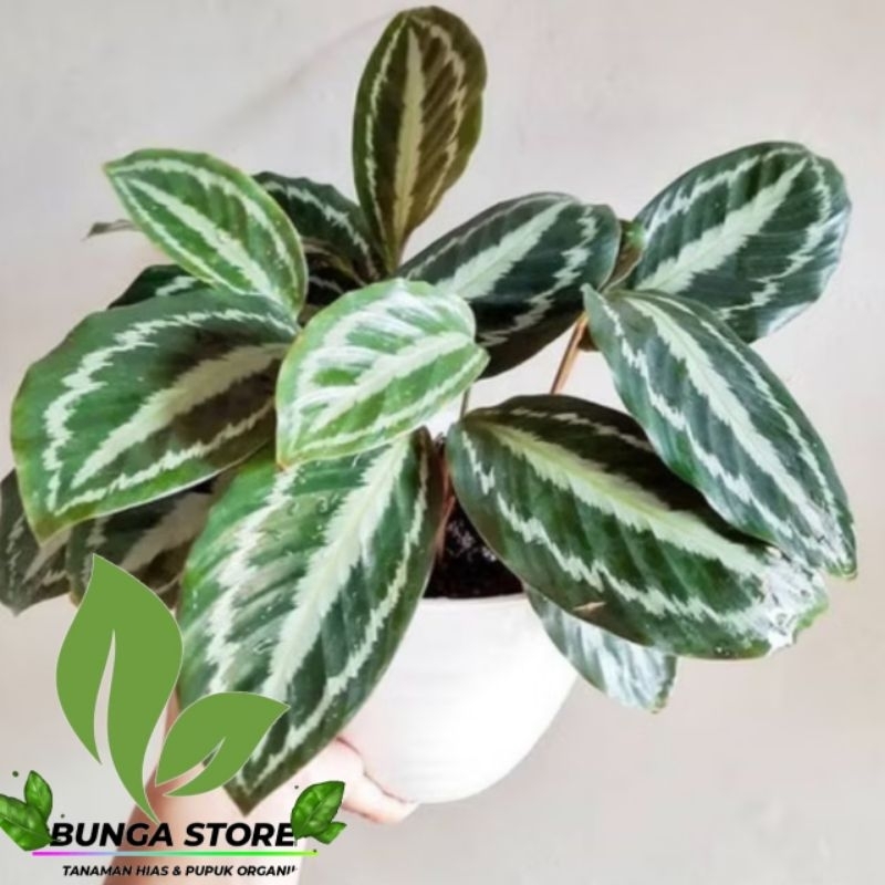 Jual ( BISA COD ) PROMO Tanaman Hias Calathea Silverback / Bunga Hias ...