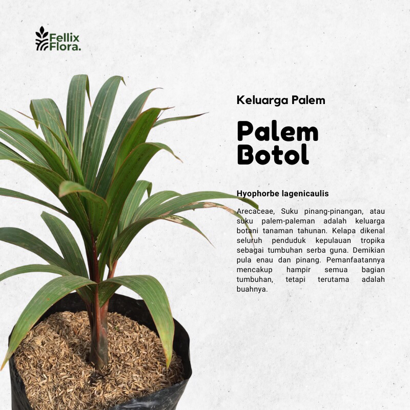 Jual Tanaman Hias Pohon Palem Botol / Hyophorbe lagenicaulis - Tanaman ...