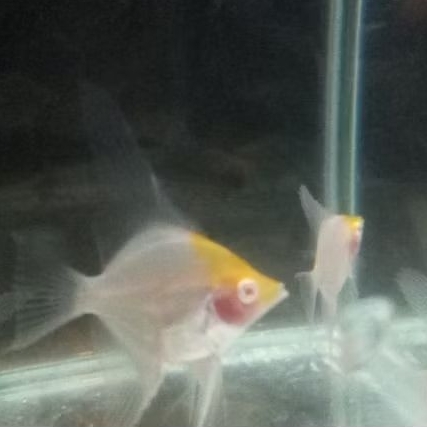 Jual Manfish Red Cap Albino 2 - 2 Up Cm - ETALASE | Shopee Indonesia