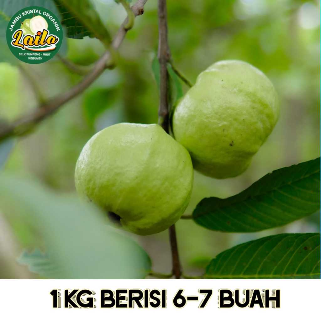Jual Jambu Kristal Organik Kebumen Fresh Baru petik Crystal Guava Fresh ...