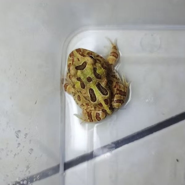 Jual Kodok pacman frog camo | Shopee Indonesia