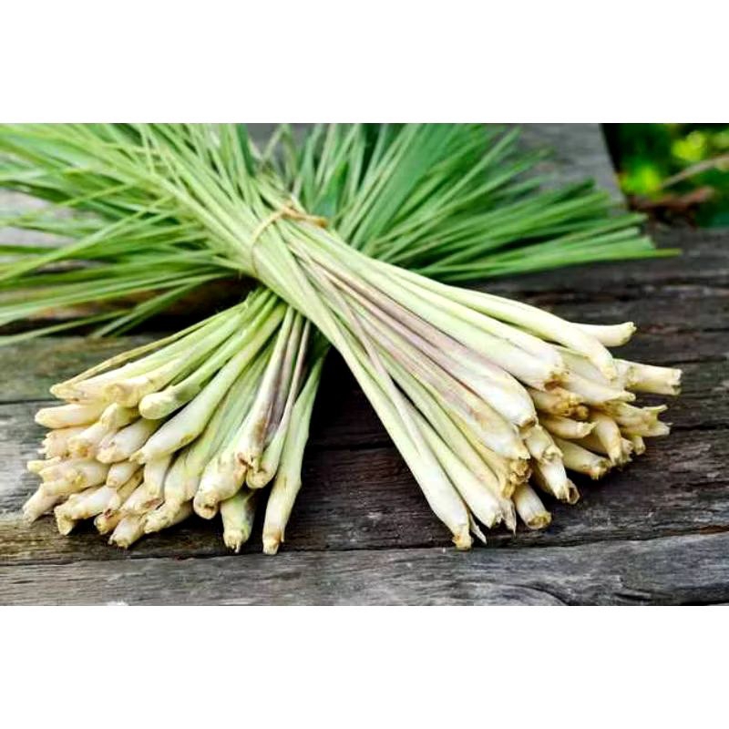 Jual serai segar 1kg/daun serai fresh | Shopee Indonesia