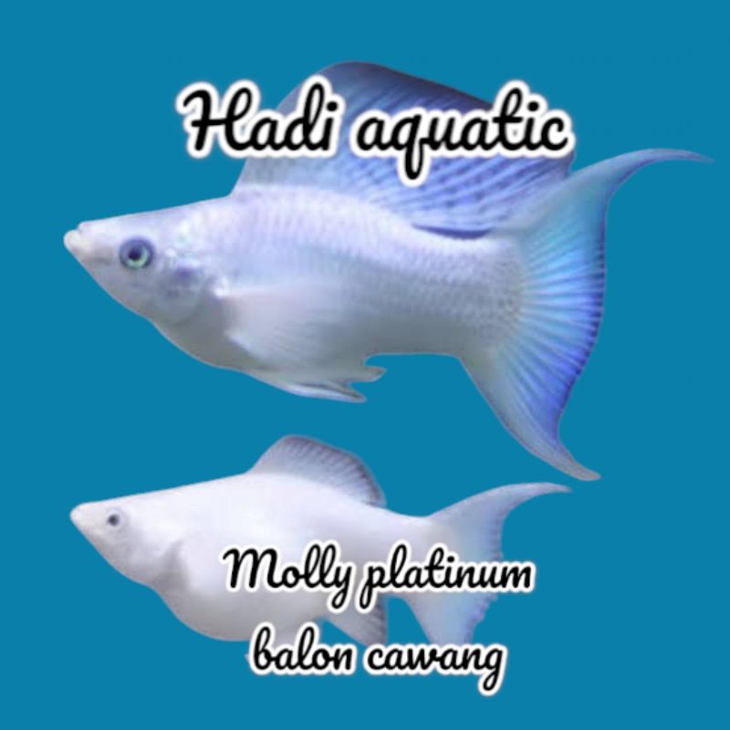Jual Ikan hias Molly platinum (balon cagak/lyretail) | Shopee Indonesia