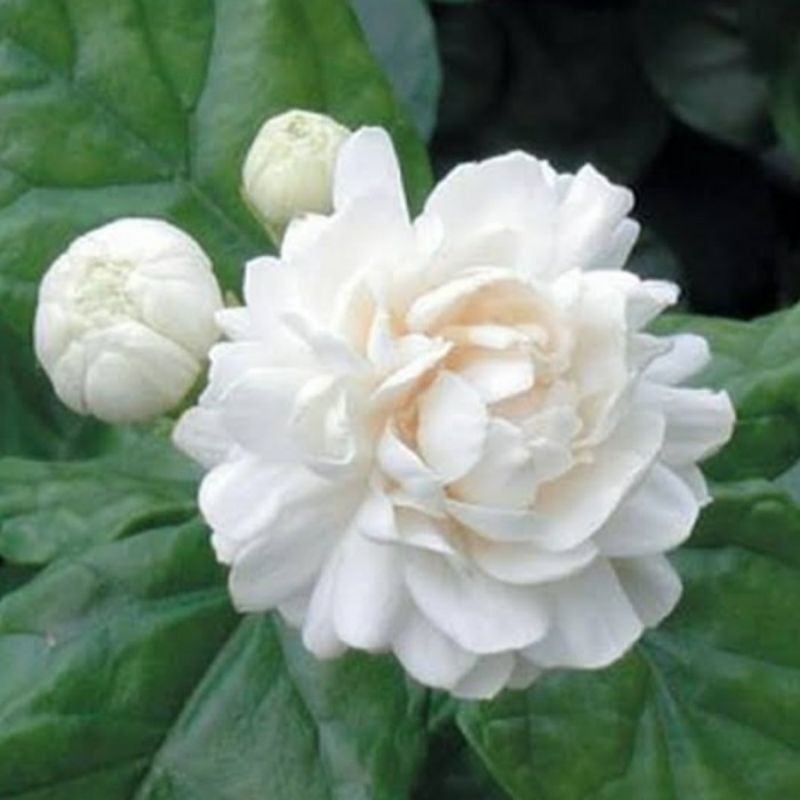 Jual bibit bunga melati tumpuk / bibit tanaman melati tumpuk / tanaman ...