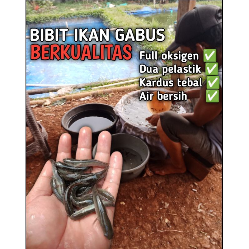 Jual Bibit ikan gabus berkualitas isi 100 ekor Bonus 5 ekor+pakan pelet ...