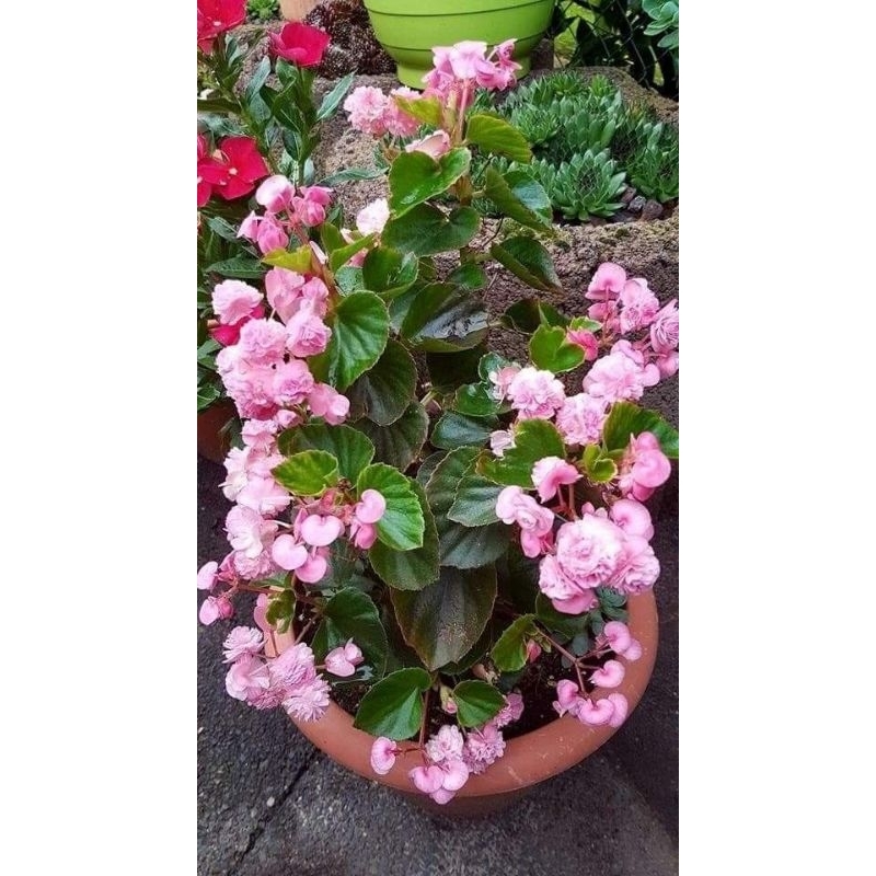 Jual Tanaman hias Begonia - Pohon begonia - Bunga | Shopee Indonesia