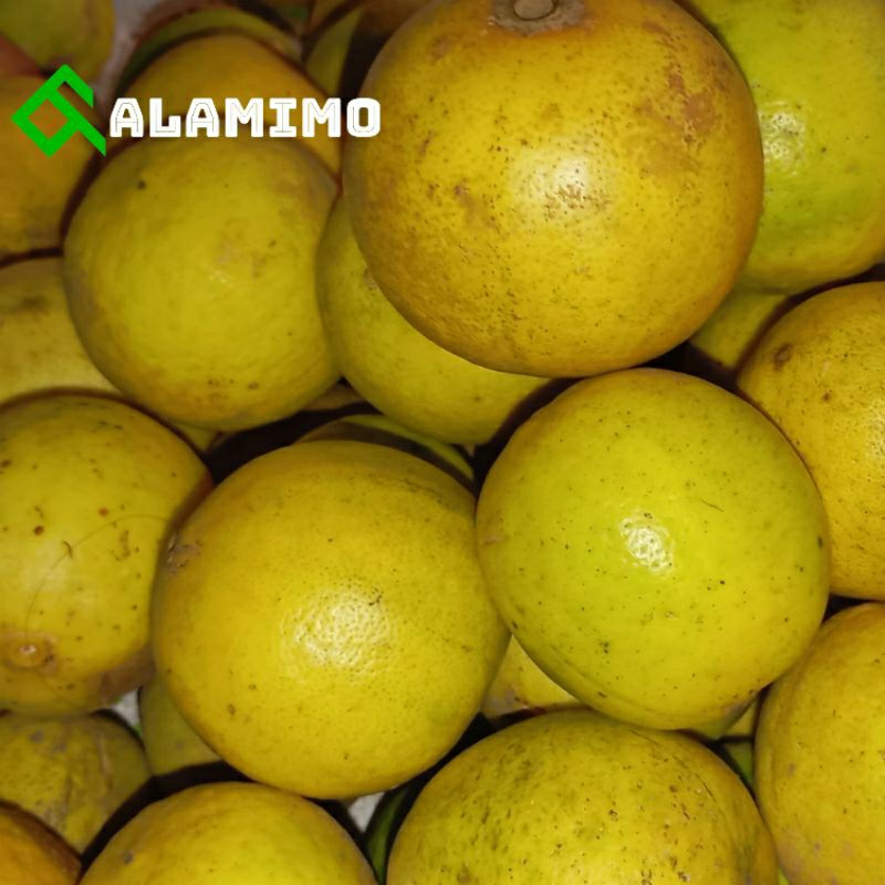 Jual Jeruk nipis kuning 1kg jeruk pecel kuning tua perkg | Shopee Indonesia
