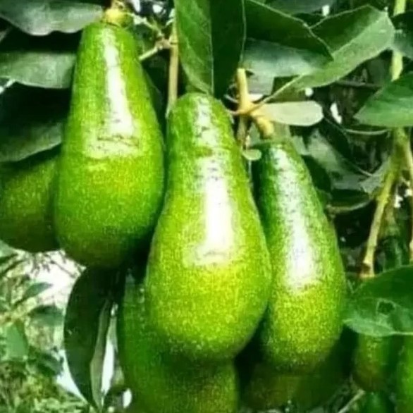 Jual bibit pohon alpukat siger // alpokat siger // alpukat super genjah ...