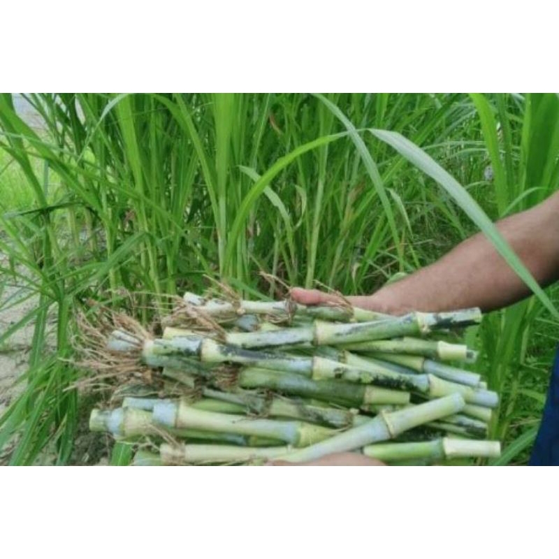 Jual Bibit rumput stek ingres/pakchong buat makan ternak 1kg bibit ...