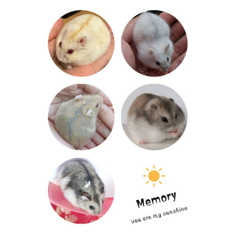 Jual Hamster Winter white jinak total aman untuk mainan anak kecil all ...