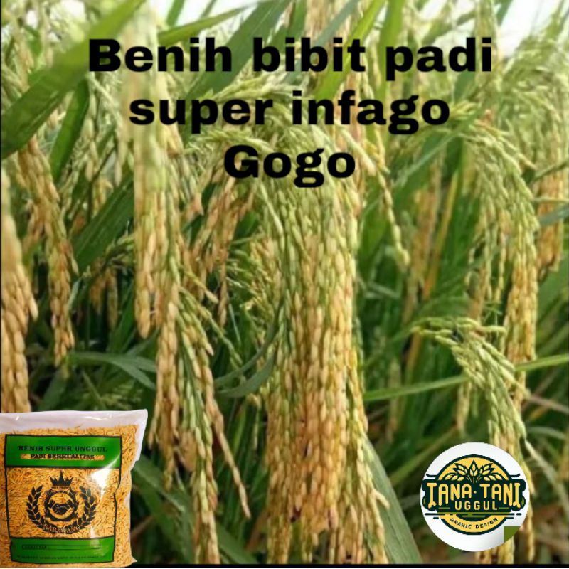 Jual Benih Padi Gogo Premium Inpago 12 Agritan/ 5kg | Shopee Indonesia