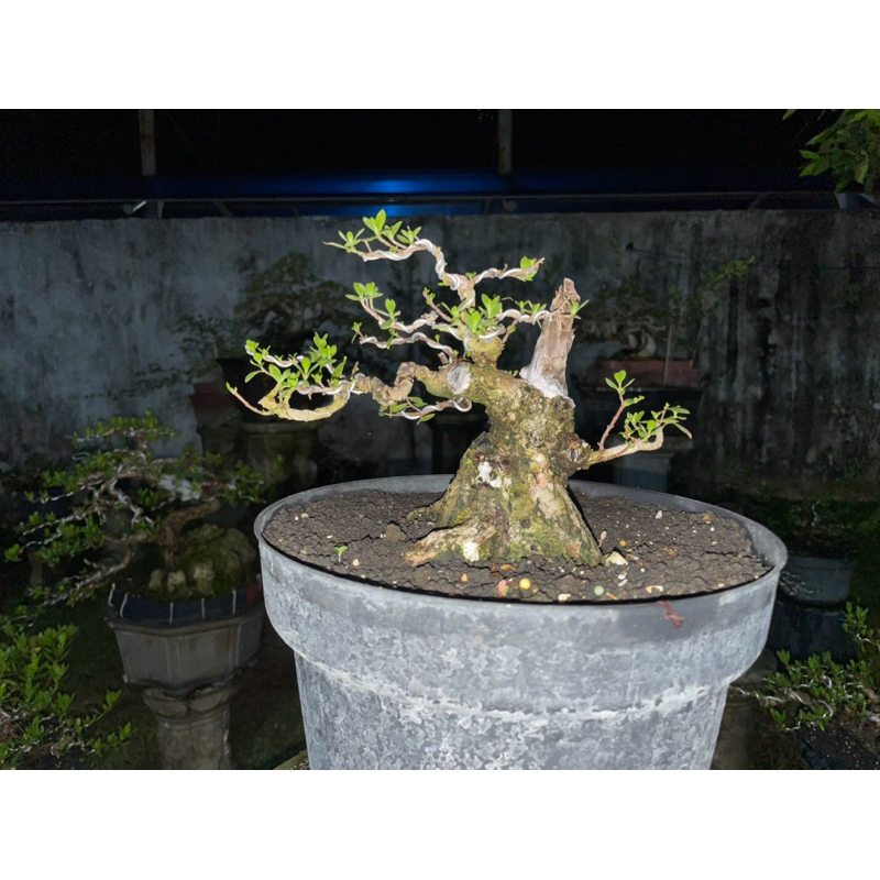 Jual Santigi Karang bogel mame | Shopee Indonesia