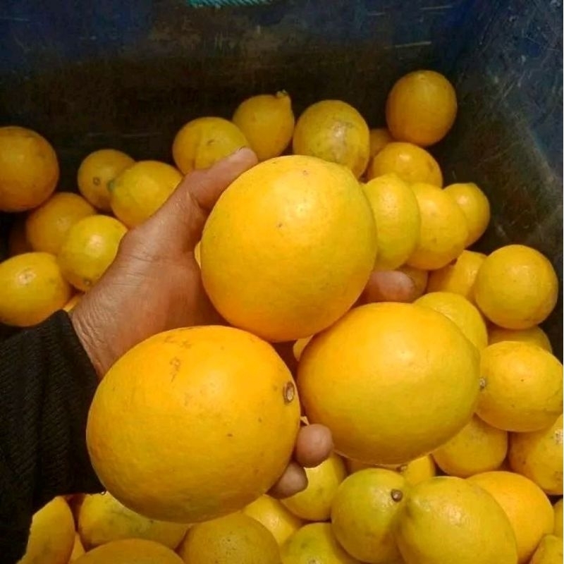 Jual Jeruk lemon California 1kg | Lemon super segar 1Kg | Shopee Indonesia