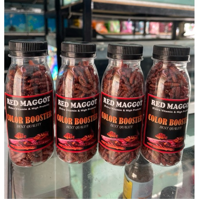 Jual Maggot kering BSF varian RED(merah) cocok untuk ikan predator ...