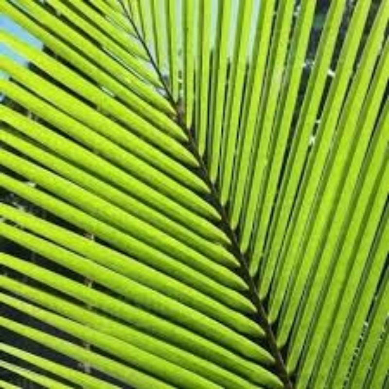 Jual daun kelapa muda atau janur 40 pcs | Shopee Indonesia