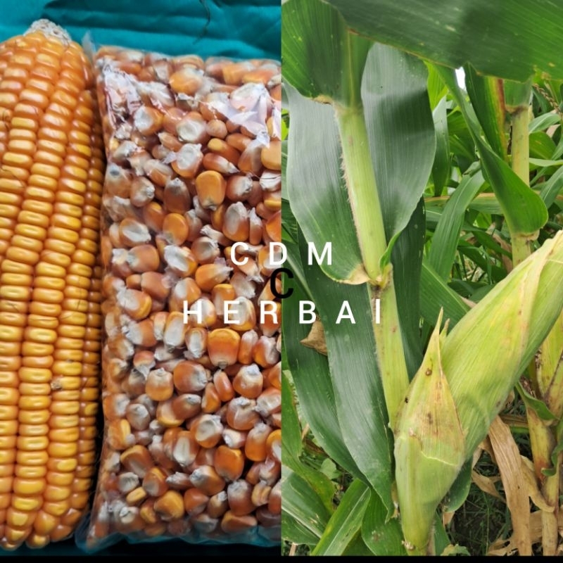 Jual bibit jagung hibrida jenis sumo lokal kualitas unggul | Shopee ...