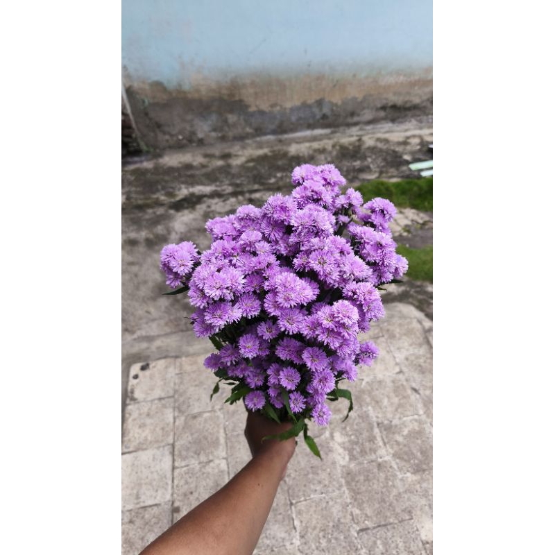 Jual bunga pikok potong fresh cocok buat dekorasi/hand bauquet | Shopee ...