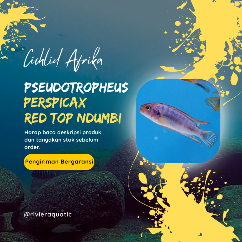 Jual Cichlid Afrika Pseudotropheus Red Top Ndumbi Pure Top Grade ...