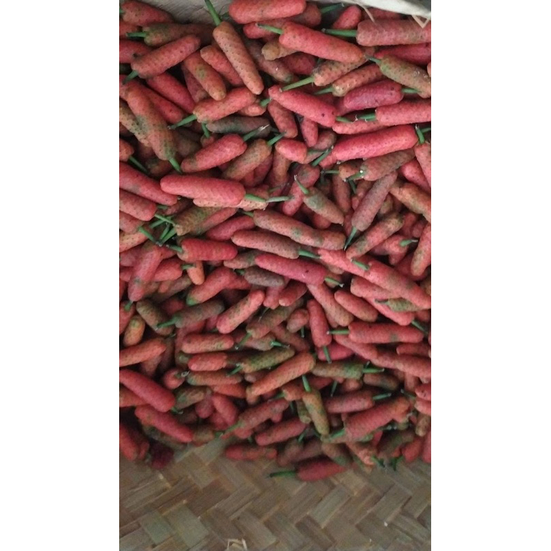 Jual Cabe jamu / cabe jawa asli masih segar baru petik harga per 500g ...