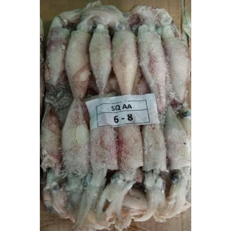 Jual Cumi bangka Sedang / Cumi hitam Frozen fresh | Shopee Indonesia