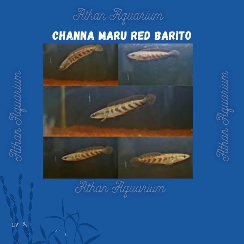 Jual Channa/Chana Maru Red barito kecil ukuran 13-14cm | Shopee Indonesia