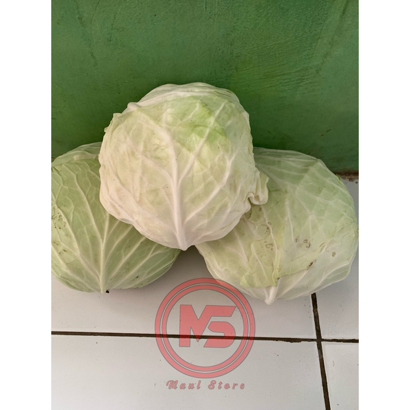 Jual Kol/Kubis Besar (500Gram/1KG) | Shopee Indonesia