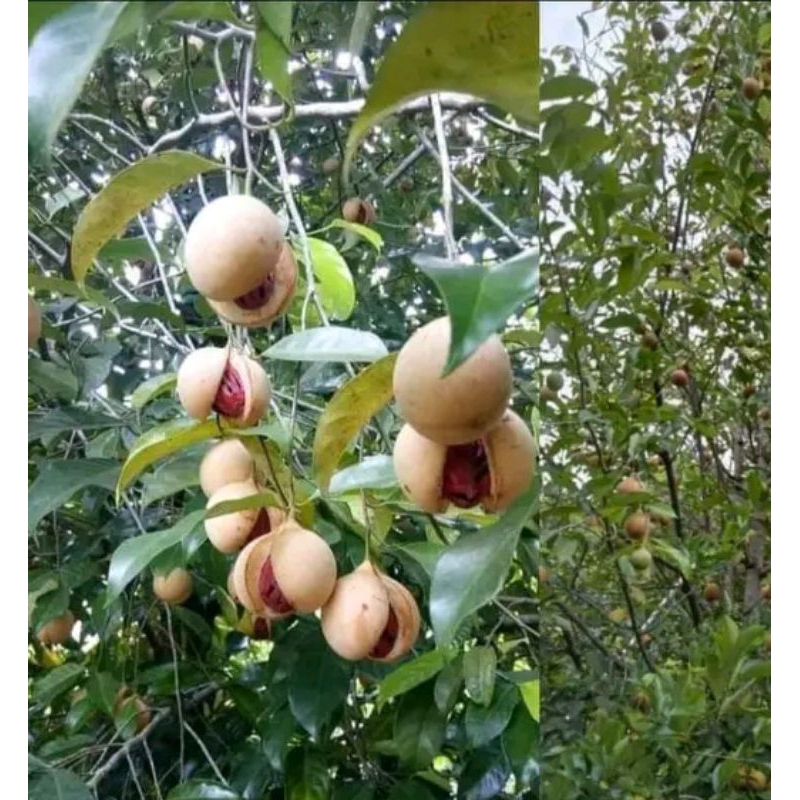 Jual Buah pala fresh 1 kg | Shopee Indonesia