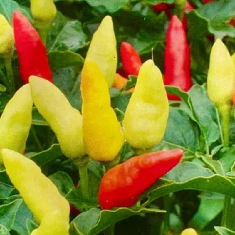 Jual 5 Bibit Tanaman Lombok Atau Cabai Siap Tanam | Shopee Indonesia