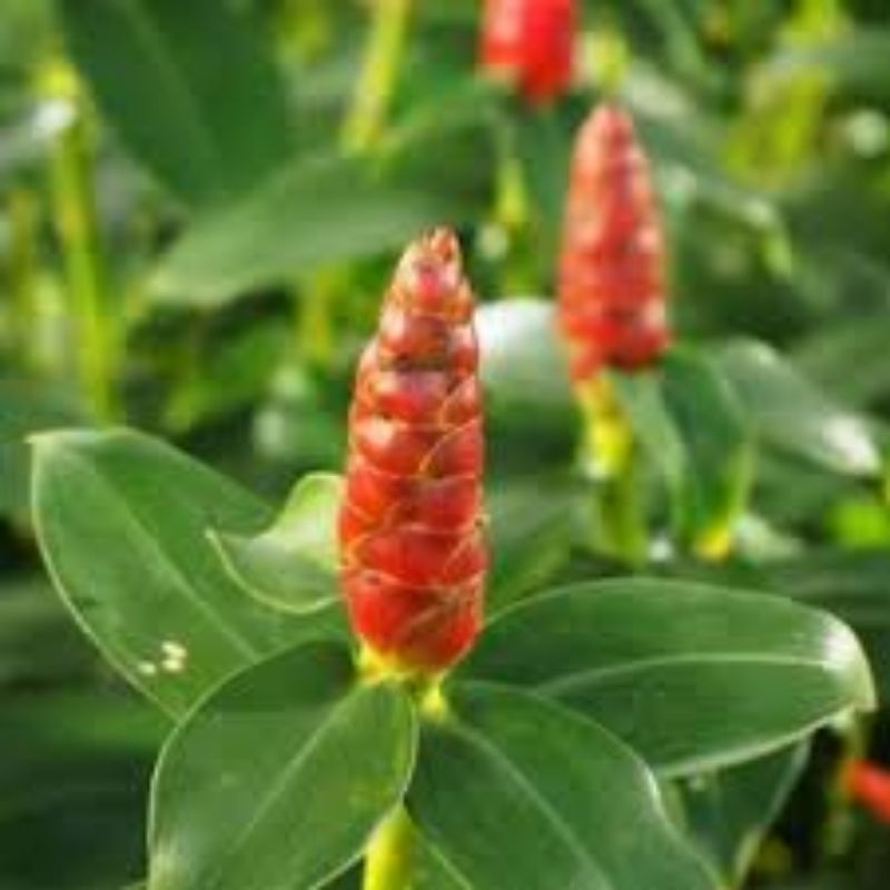 Jual pancing pentul costus spicatus tanaman hias Semarang Jawa Tengah ...