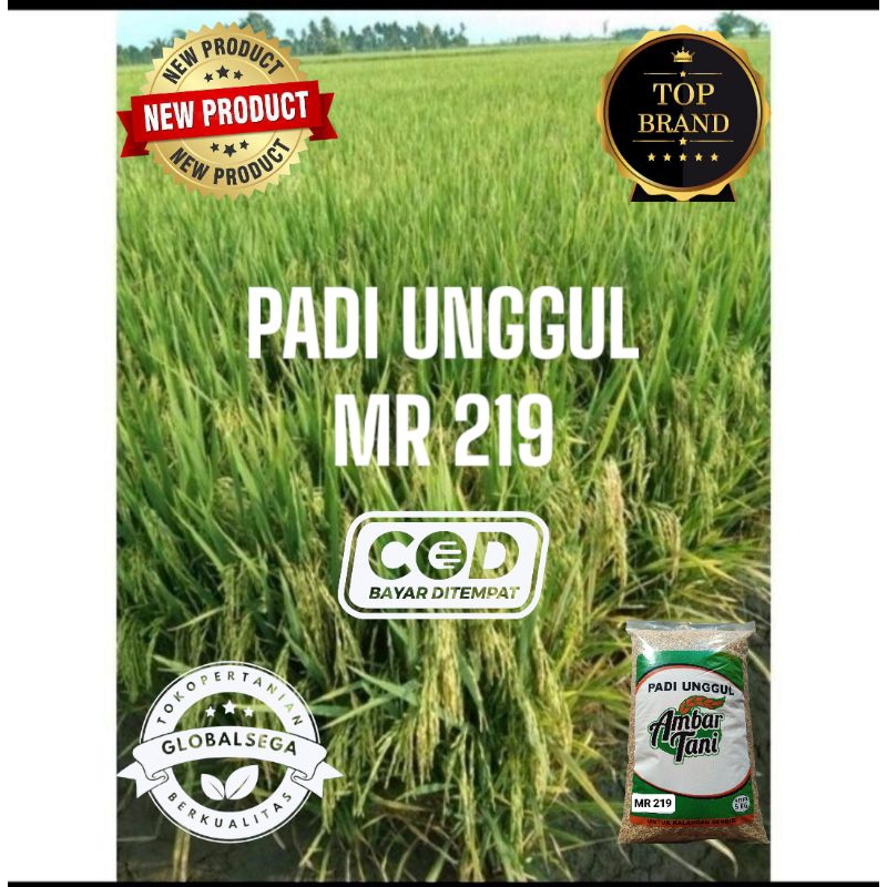 Jual BIBIT PADI benih padi MR 219 kemasan 5kg #paditahanrebah # ...